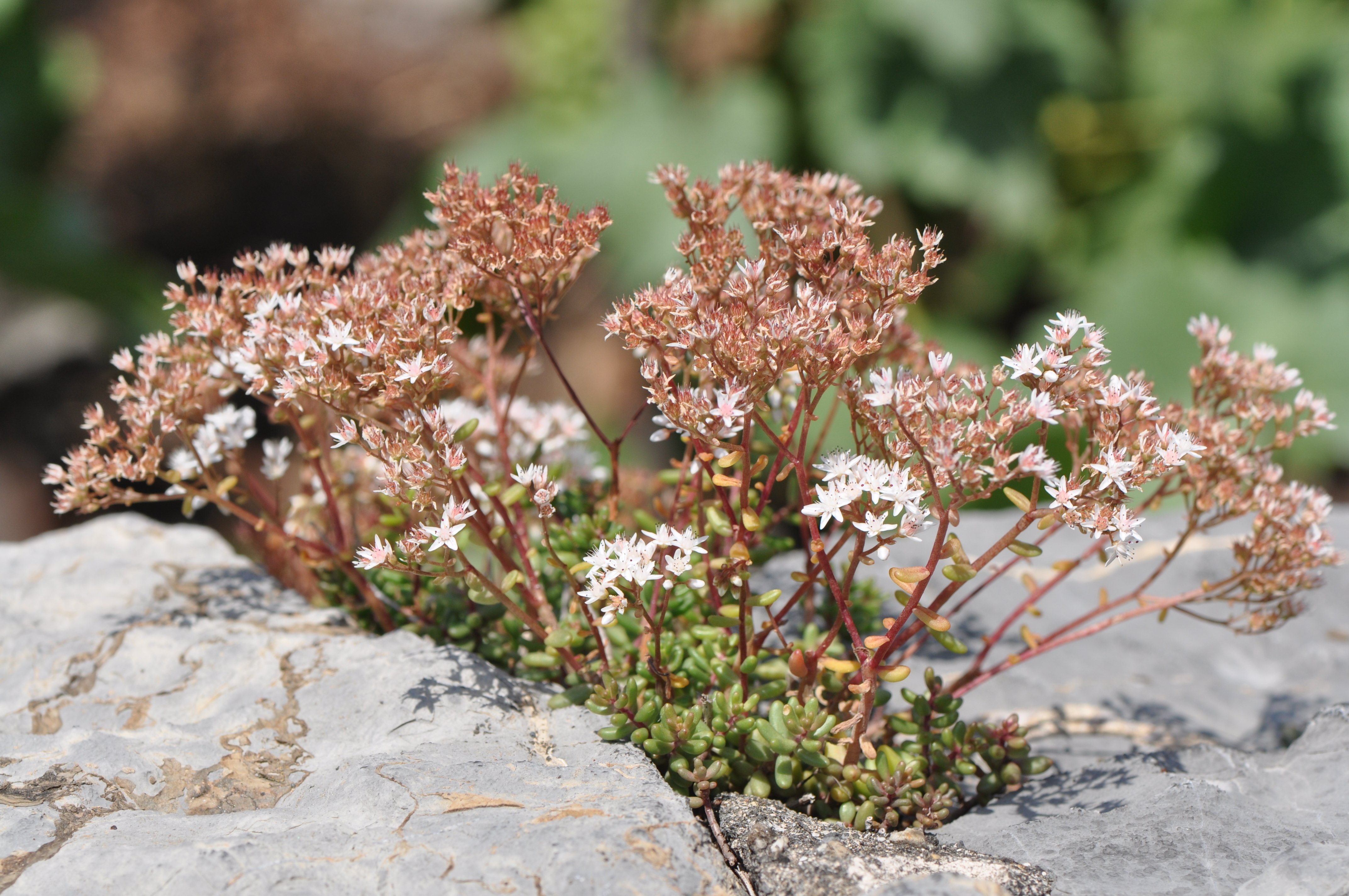 Sedum album L.